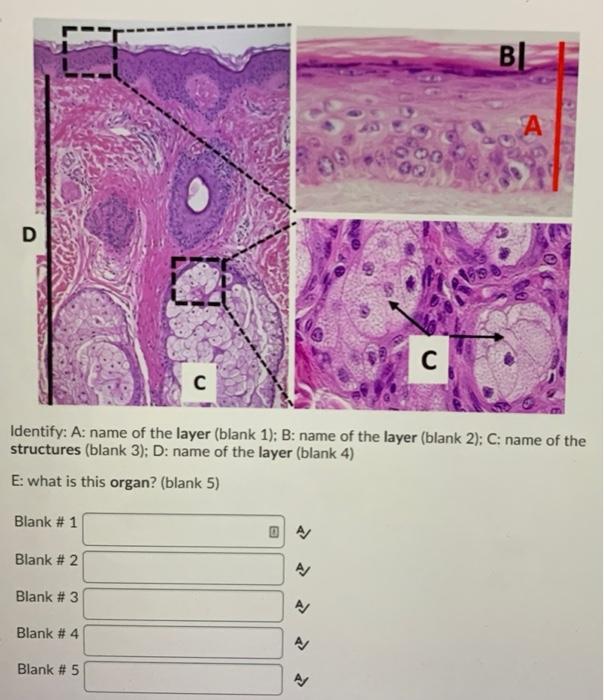 BI A D C с Identify: A: name of the layer (blank 1); | Chegg.com