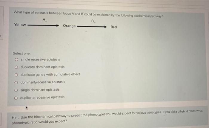 Solved What type of epistasis between locus A and B could be | Chegg.com