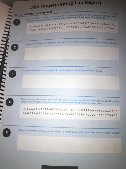 Solved DNA Fingerprinting Lab Report PART A. RESTRICTION | Chegg.com