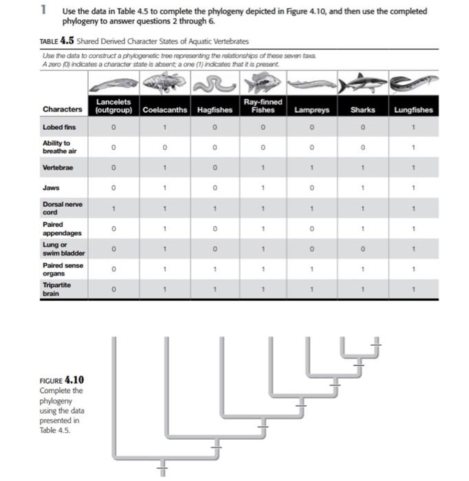 Solved for graph 1. Use the data to construct a phylogentic | Chegg.com