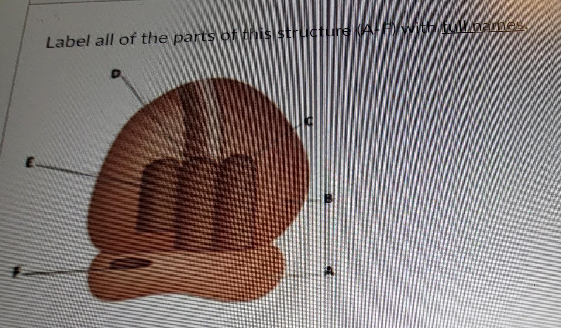 Solved Label all of the parts of this structure (A-F) with | Chegg.com
