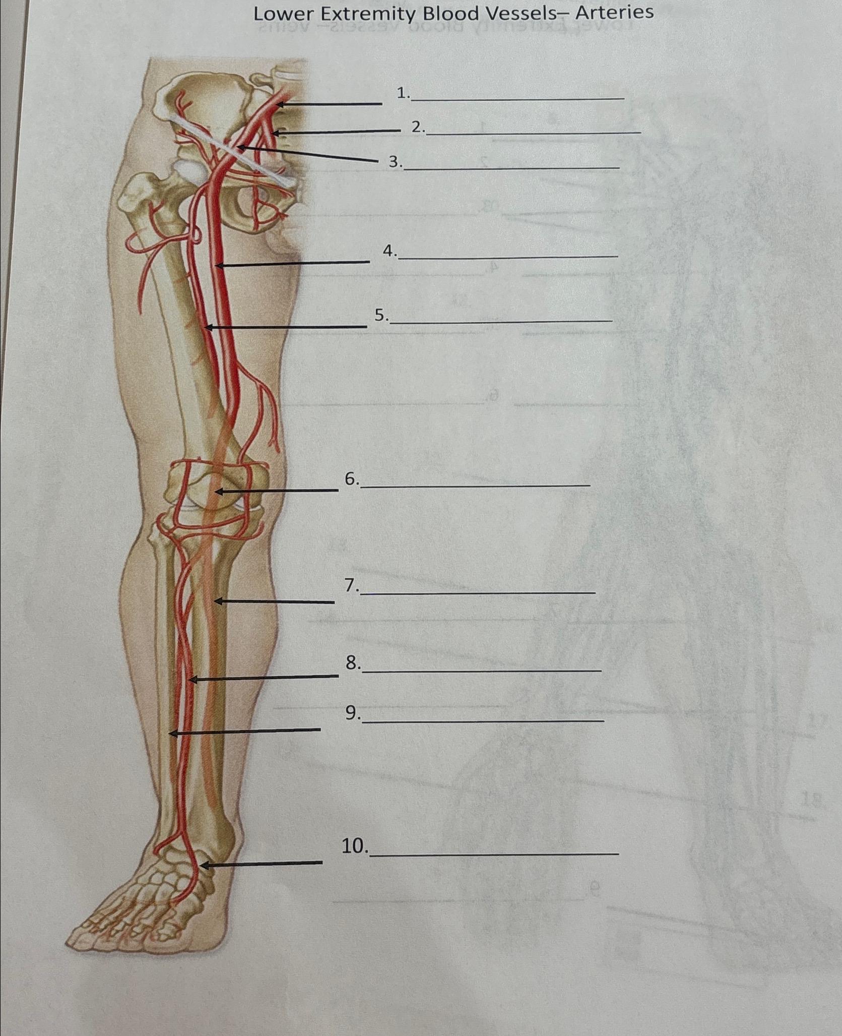 Solved Lower Extremity Blood Vessels-Arteries4.5.678.9.10. | Chegg.com