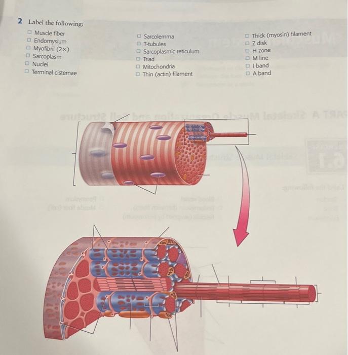 Solved 2 Label the following: \begin{tabular}{lll} \hline | Chegg.com