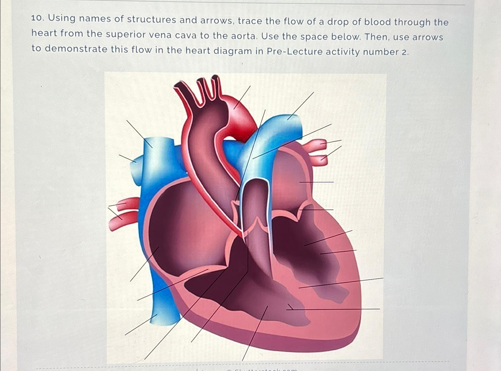 Solved Using names of structures and arrows, trace the flow | Chegg.com