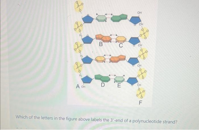 Solved Which of the letters in the figure above labels the | Chegg.com