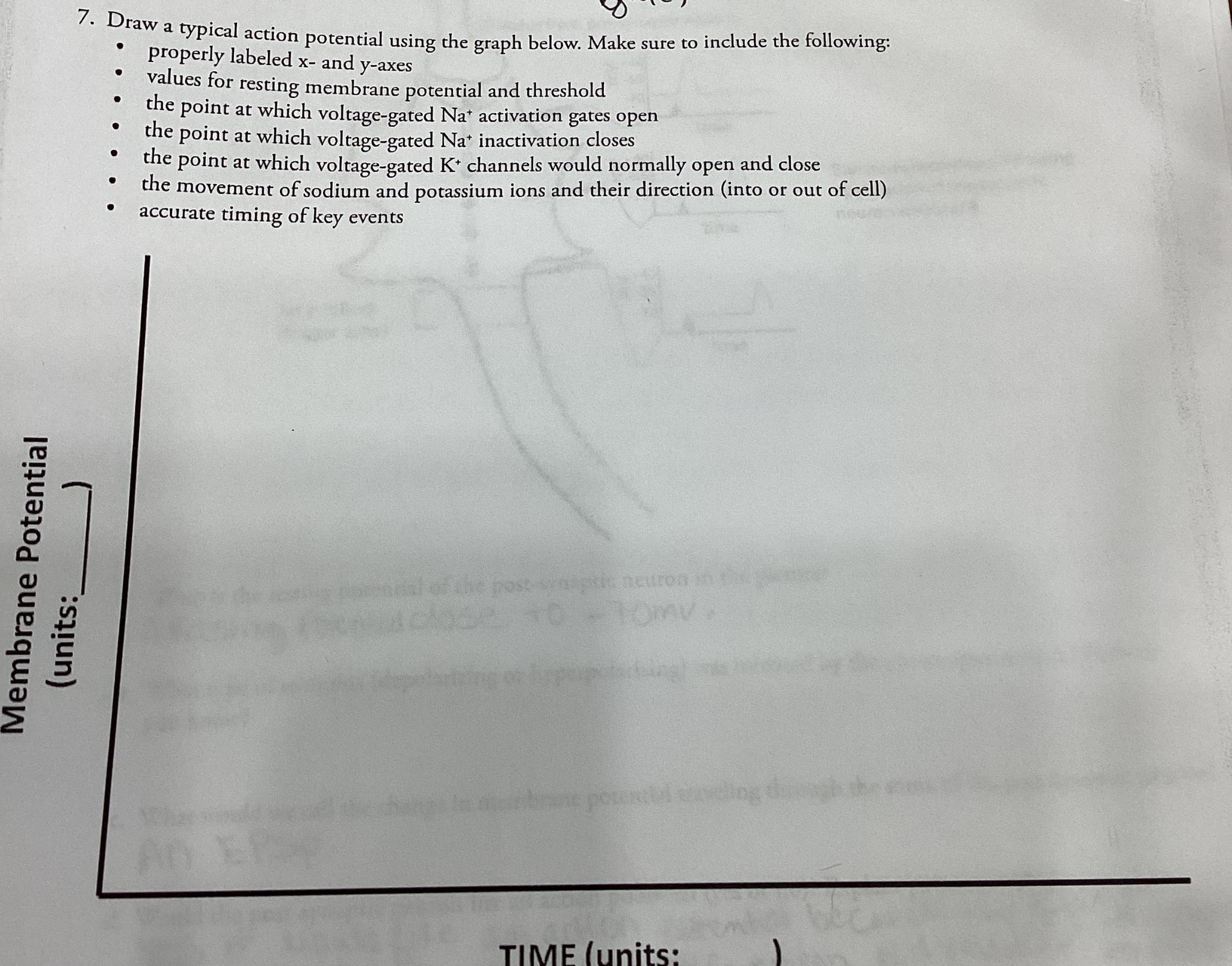 Solved Draw a typical action potential using the graph | Chegg.com