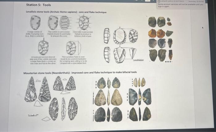 Solved Station 5: Tools Levallois stone tools (Archaic Homo | Chegg.com