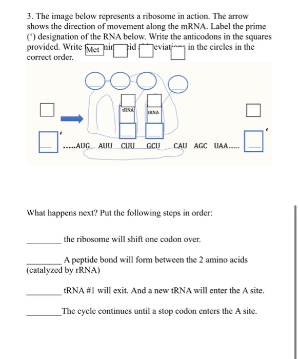 Solved 1. Use the following DNA strand: TAC GTC ACG AGA TGA | Chegg.com