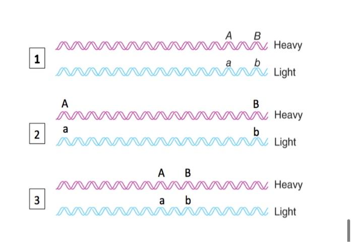 Solved А в Heavy 1 1 a b Light А B V Heavy b Light a 2. 2 V | Chegg.com