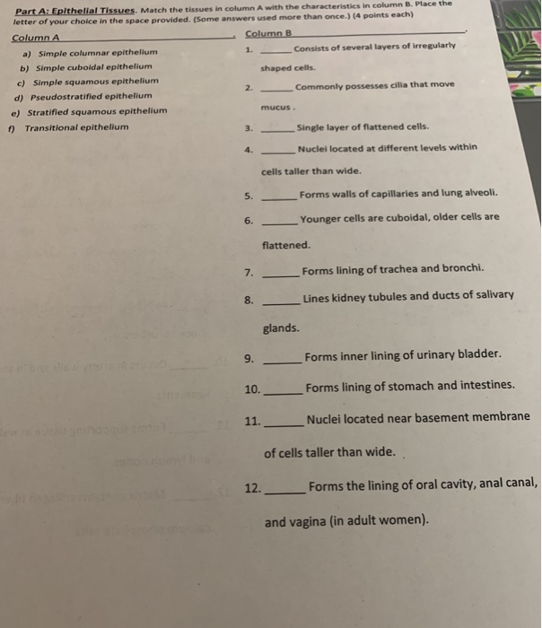 Solved Part A: Epithelial Tissues. Match the tissues in | Chegg.com