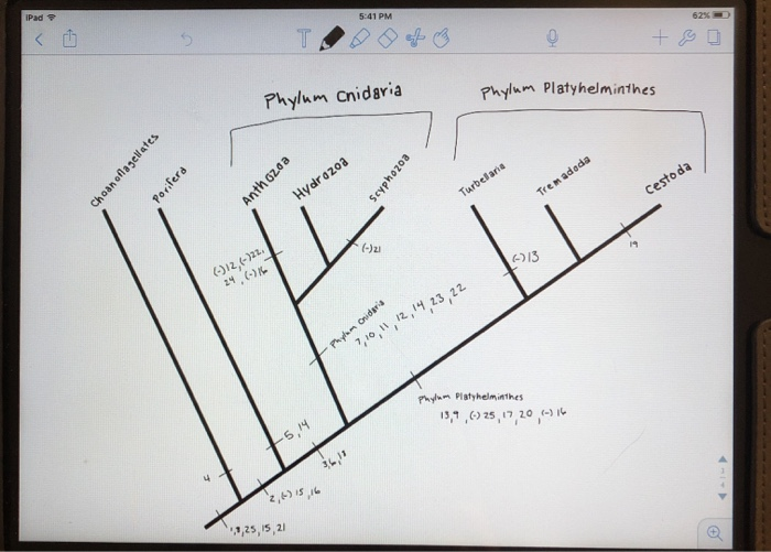 Animal Phylogeny Exercise For this | Chegg.com
