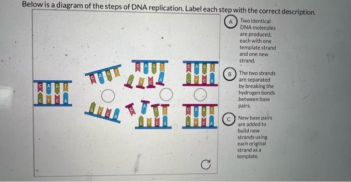 Solved Two identical DNA molecules are produced, each with | Chegg.com