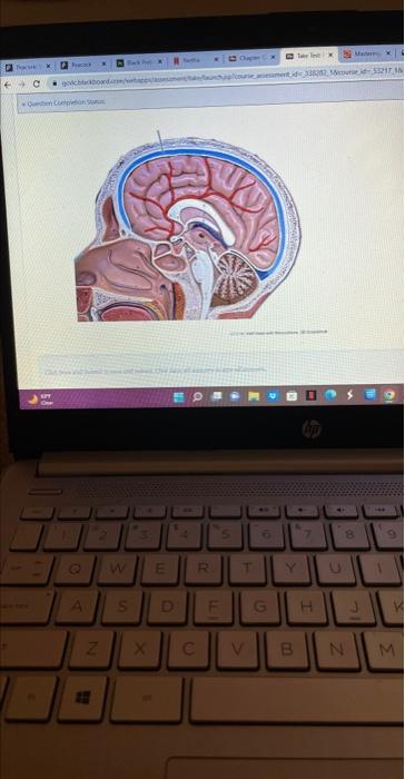 Solved anatomy | Chegg.com