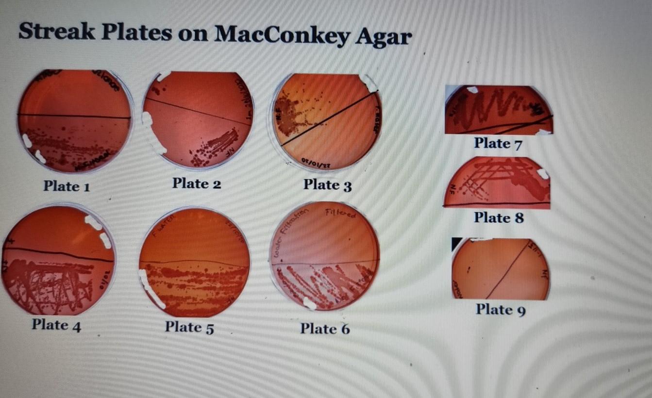 Solved Contact Plates from a Contaminated Surface Plate 1 | Chegg.com