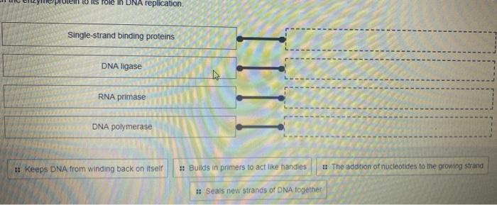 Solved in DNA replication. Single-strand binding proteins | Chegg.com
