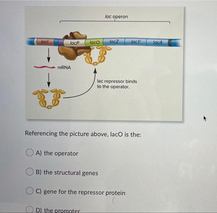 Solved lac operon lac lacp laco lacz lacy lacA mRNA lac | Chegg.com