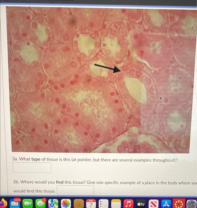 Solved 3a. What type of tissue is this (at pointer, but | Chegg.com