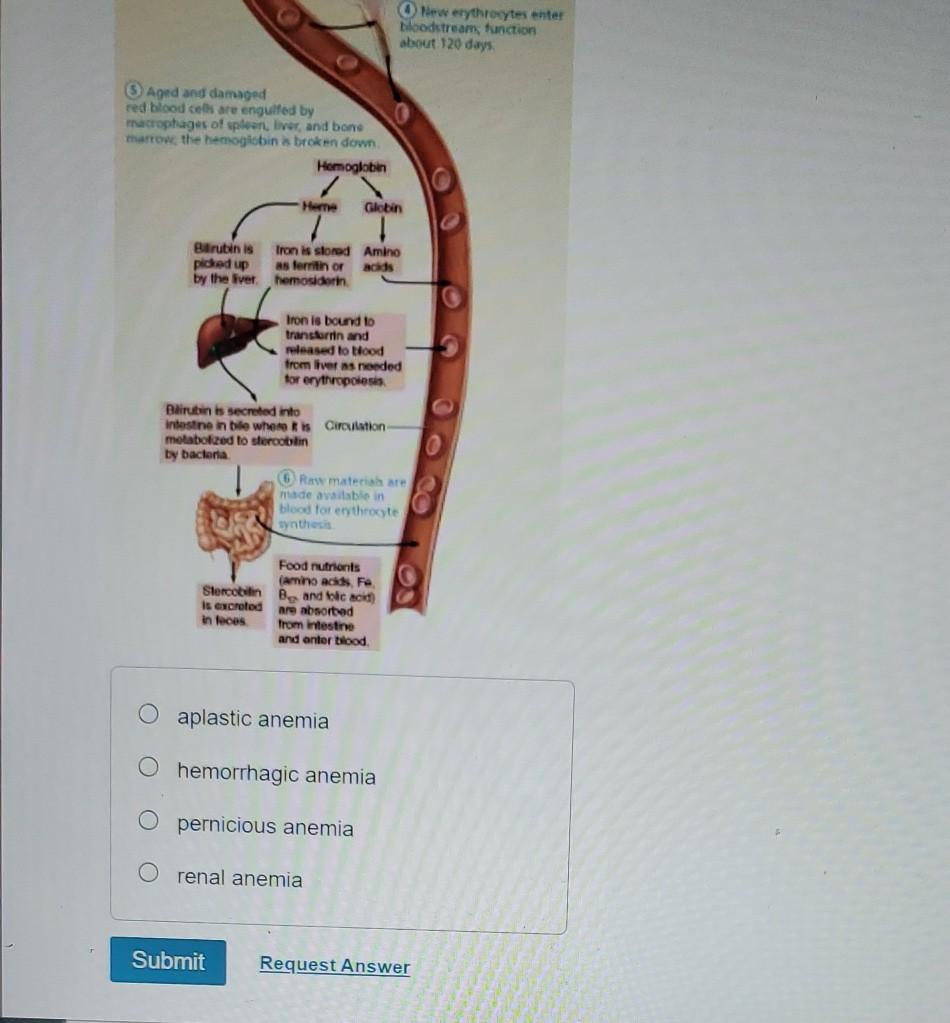 Solved Art-based Question: Blood, Question 14 v Part A What | Chegg.com