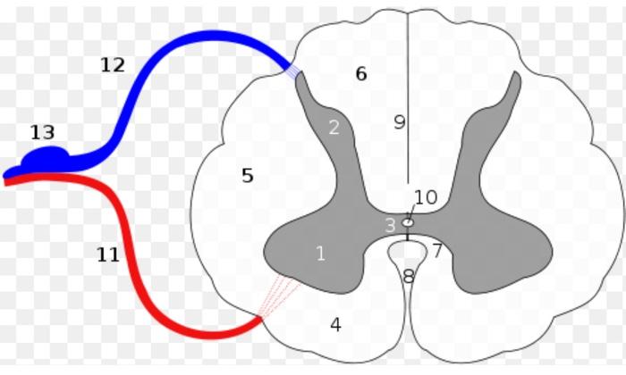 Solved Reflex arc parts | Chegg.com