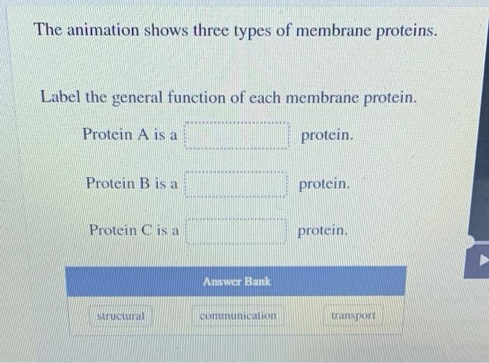 Solved The animation shows three types of membrane proteins. | Chegg.com