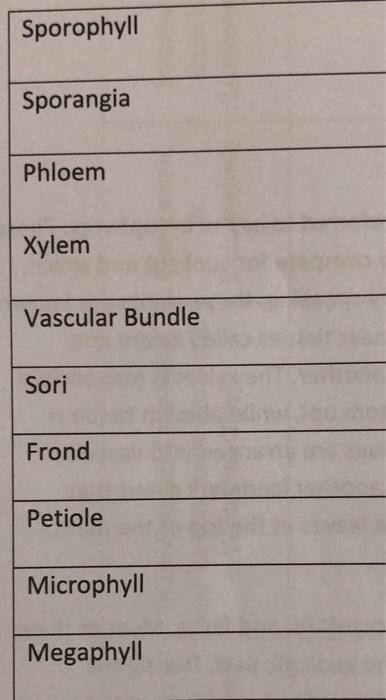 3. Label the lirecycle of a typical fern. Sporophyll | Chegg.com