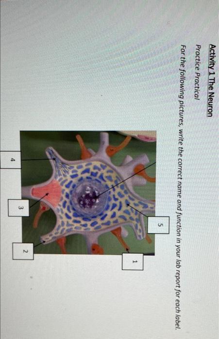 Solved Activity 1 The Neuron Practice Practical For the | Chegg.com