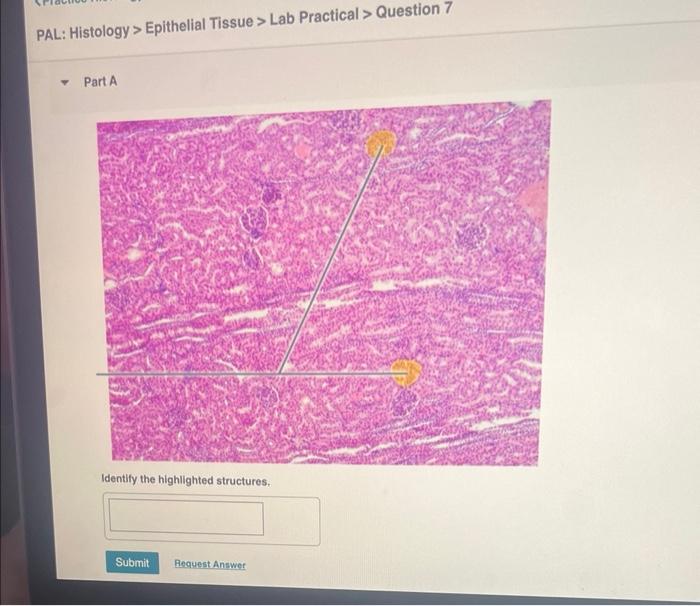 Solved Identify the highlighted structures. | Chegg.com