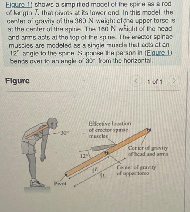 Solved Figure 1) shows a simplified model of the spine as a | Chegg.com