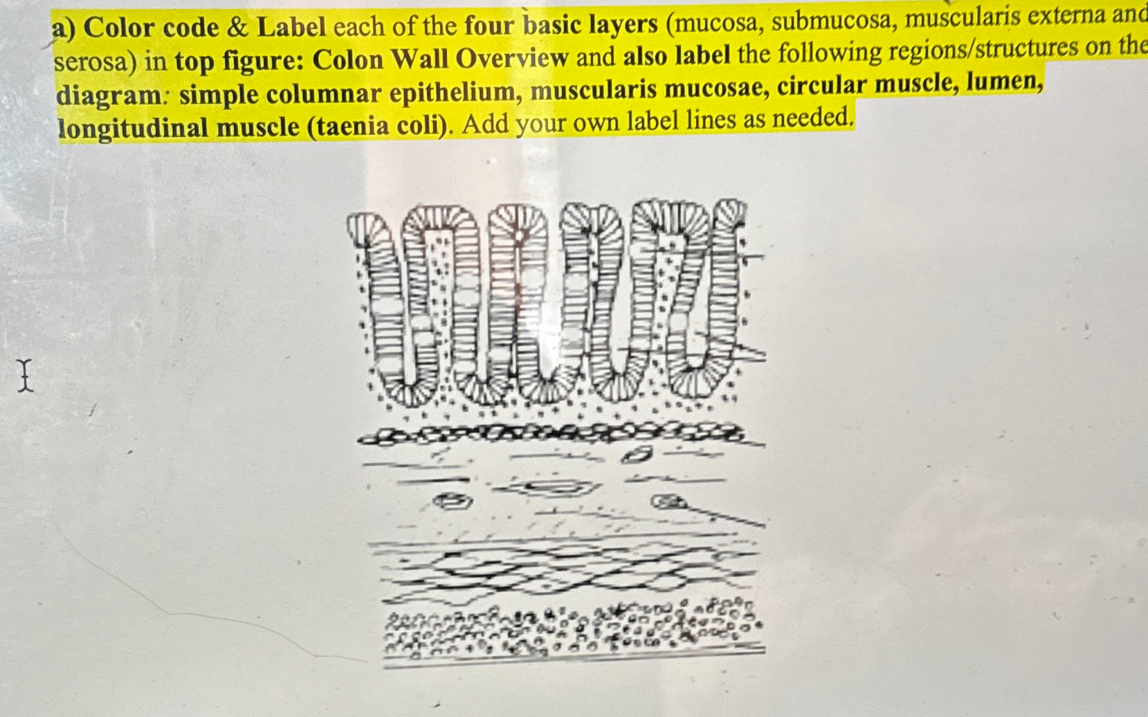 Solved What does this mean a) ﻿Color code & Label each of | Chegg.com