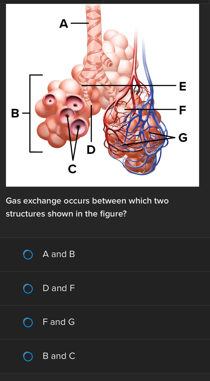 Solved Gas exchange occurs between which two structures | Chegg.com