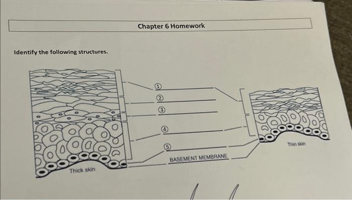Solved Identify the following structures. | Chegg.com