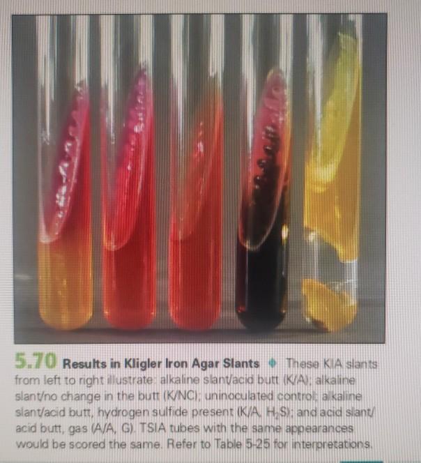 Solved THERE ARE FIVE TEST RESULTS FOR THE TRIPLE SUGAR IRON | Chegg.com