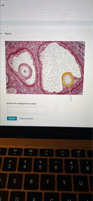Solved 40 Part A TON Identify the highlighted structure | Chegg.com