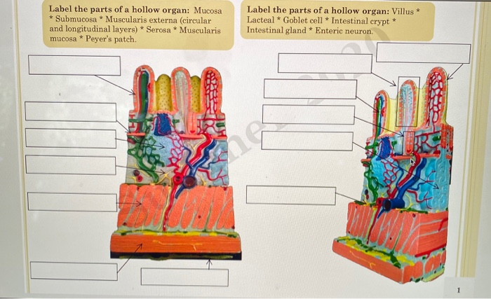 Solved Label the parts of a hollow organ: Mucosa * Submucosa | Chegg.com