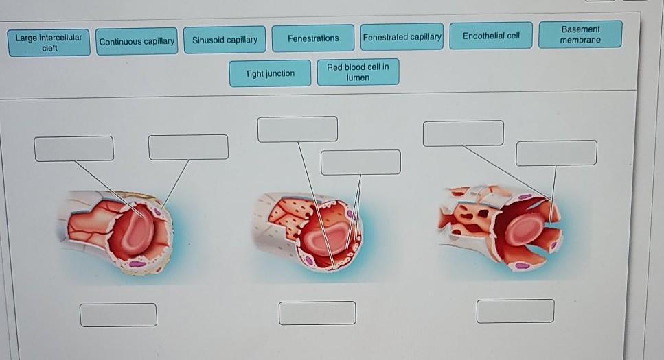 Solved Large Intercellular cleft Sinusoid capillary | Chegg.com