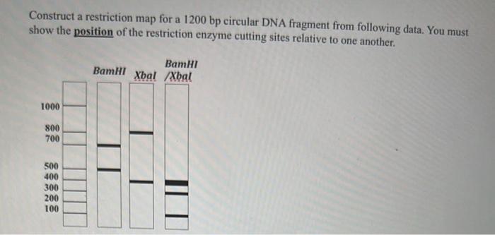 Solved Construct a restriction map for a 1200 bp circular | Chegg.com