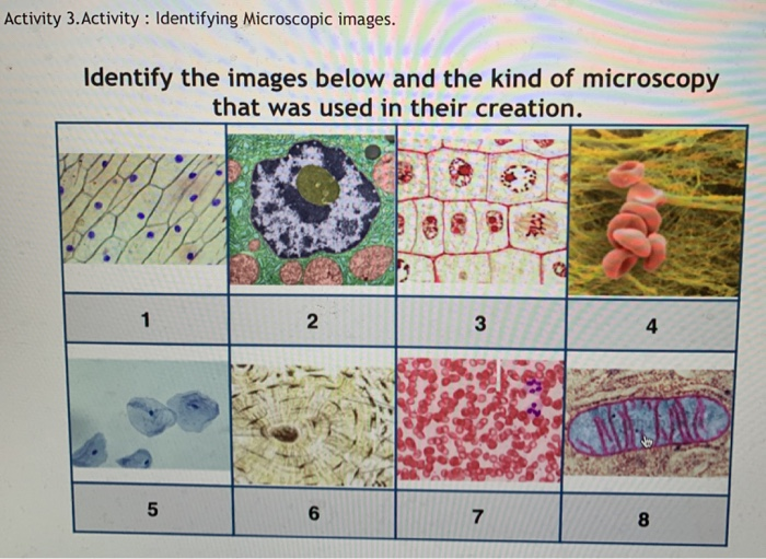Solved Activity 3.Activity : Identifying Microscopic images. | Chegg.com