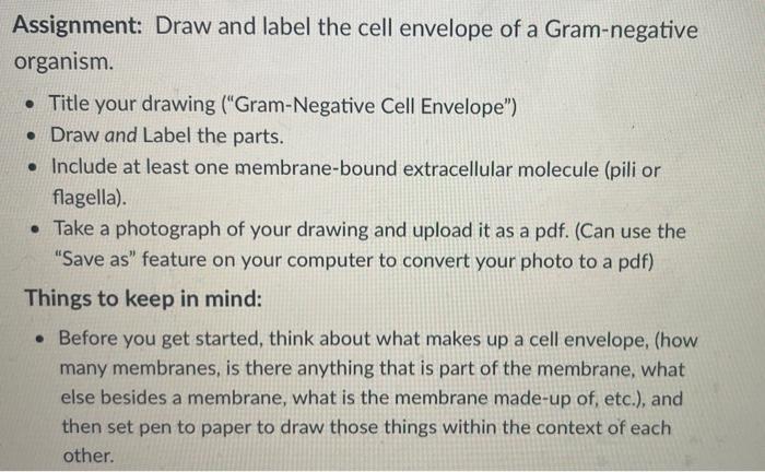 Solved Assignment: Draw and label the cell envelope of a | Chegg.com