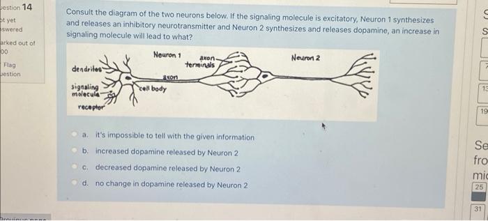 Solved Consult the diagram of the two neurons below. If the | Chegg.com