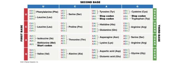 Solved if you have cuu that turns into ccu in a genetic | Chegg.com