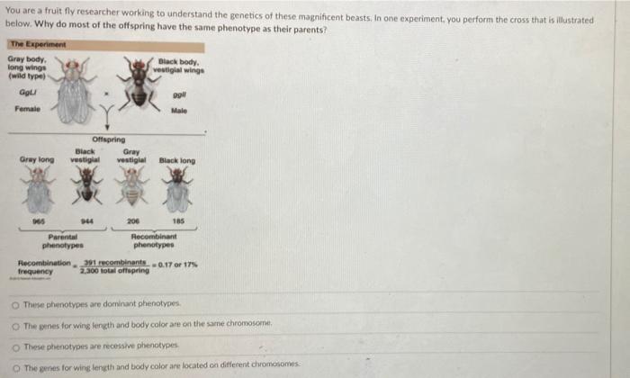 Solved You are a fruit fly researcher working to understand | Chegg.com