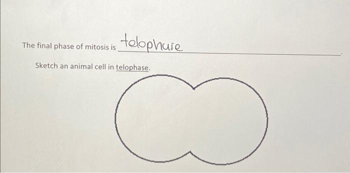 Solved Sketch a cell in mid prophase The second phase of | Chegg.com