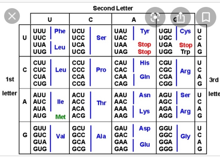 Solved 7) How many different mRNA sequences can encode a | Chegg.com