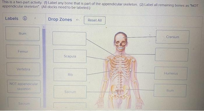 Solved This is a two-part activity (1) Label any bone that | Chegg.com Solved This is a two-part activity (1) Label any bone that | Chegg.com