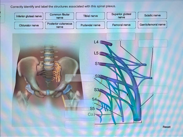 Solved correctly identify and label the structures | Chegg.com