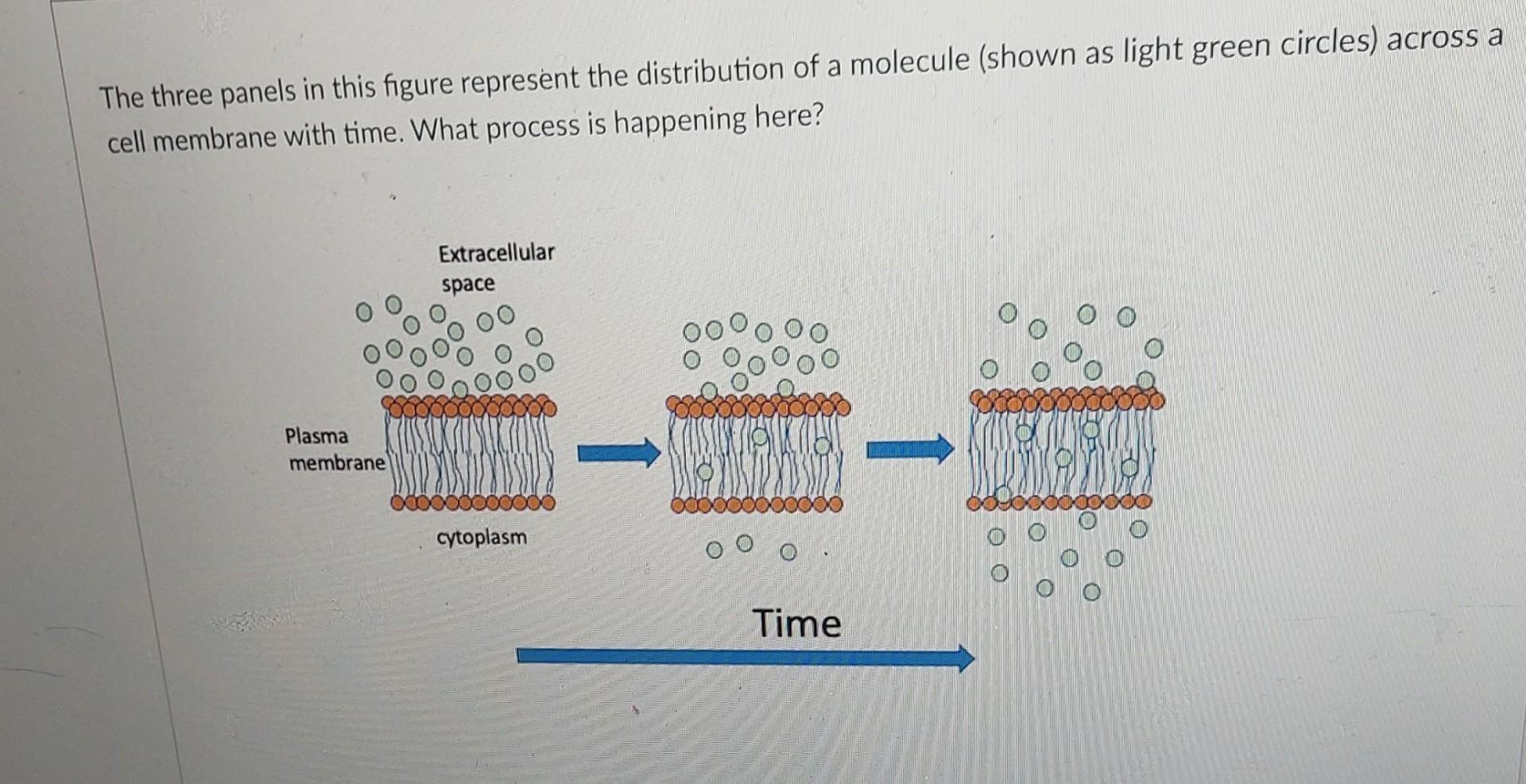 Solved The backbones of DNA double helix are parallel to | Chegg.com