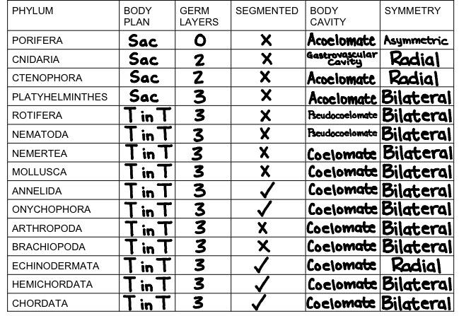 Solved Construct a phylogenetic tree and show Phyla from the | Chegg.com