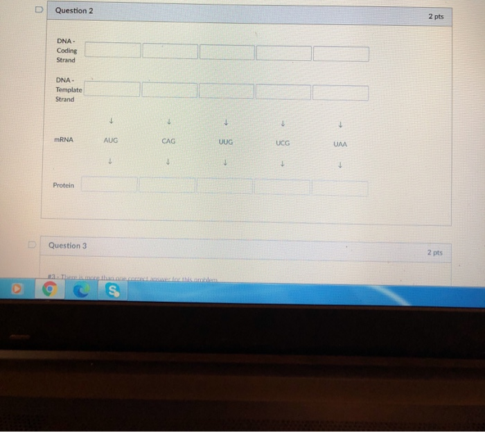 Solved D Question 2 2 Pts Dna Coding Strand Dna Template Chegg