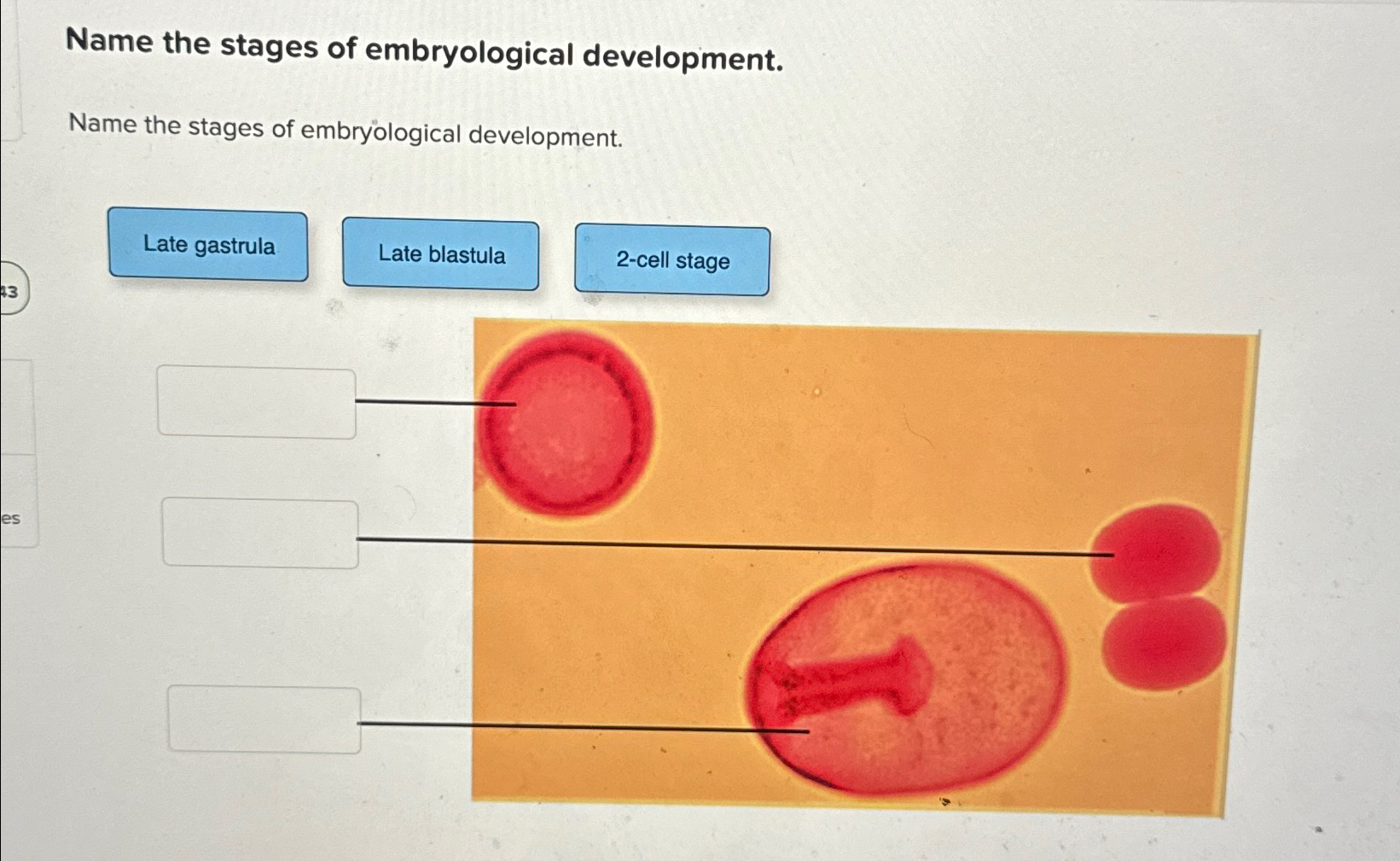 Name the stages of embryological development.Name the | Chegg.com