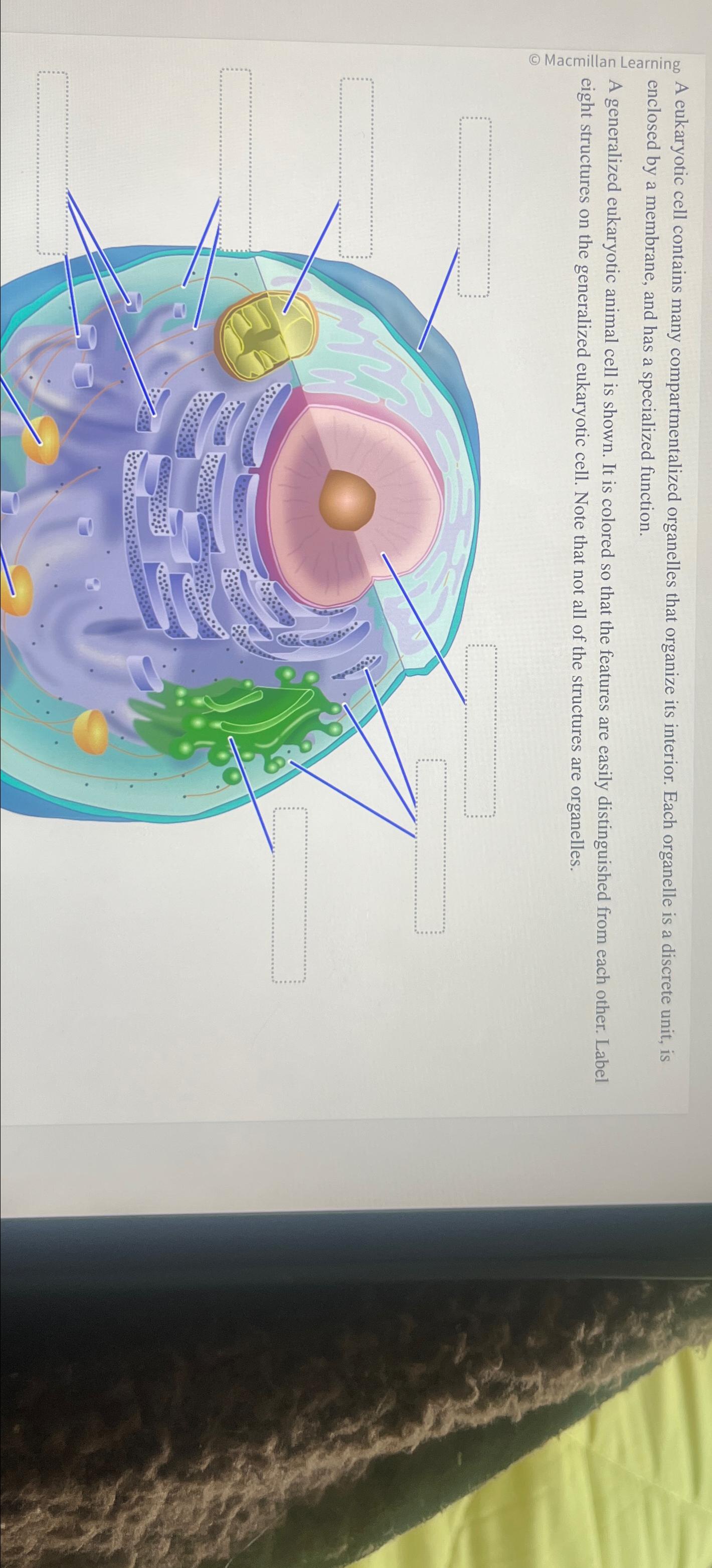 Solved A eukaryotic cell contains many compartmentalized | Chegg.com